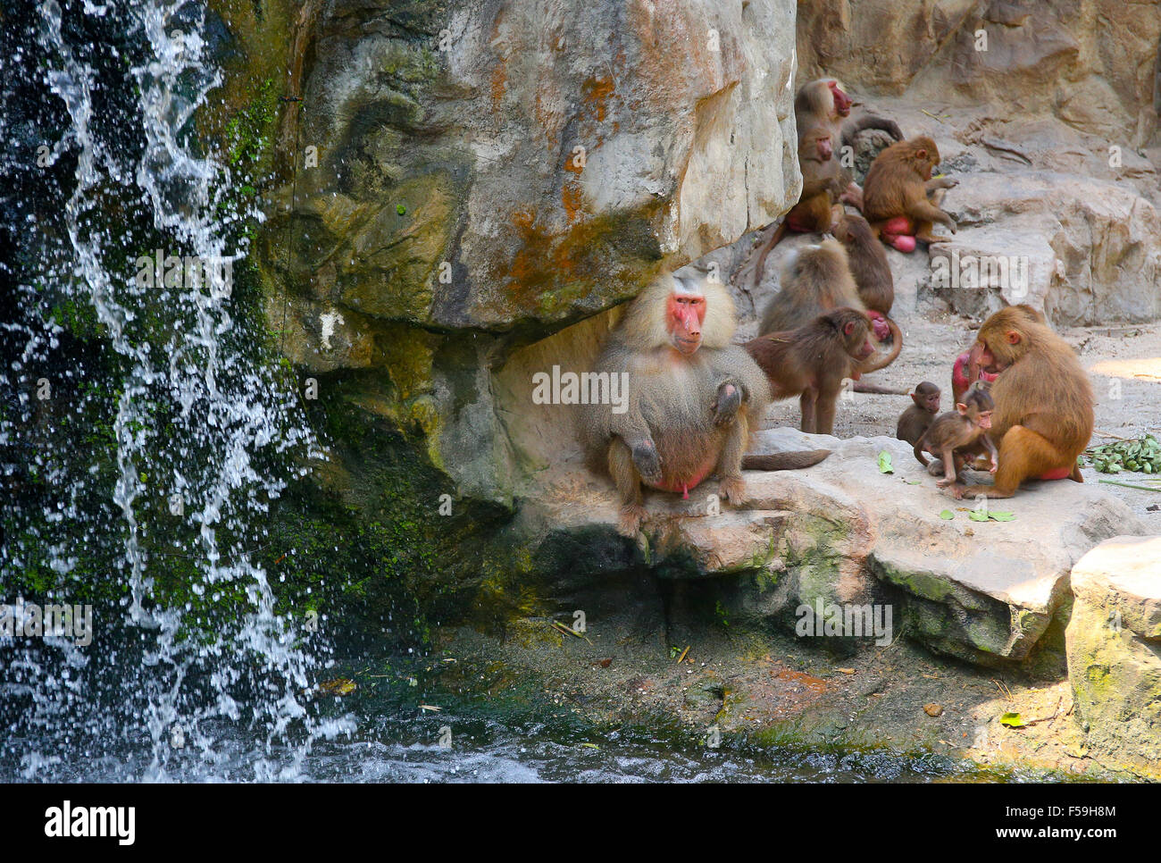 Monkeys singapore zoo -Fotos und -Bildmaterial in hoher Auflösung – Alamy