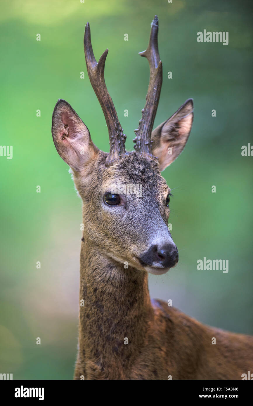 Geschossener rehbock -Fotos und -Bildmaterial in hoher Auflösung – Alamy
