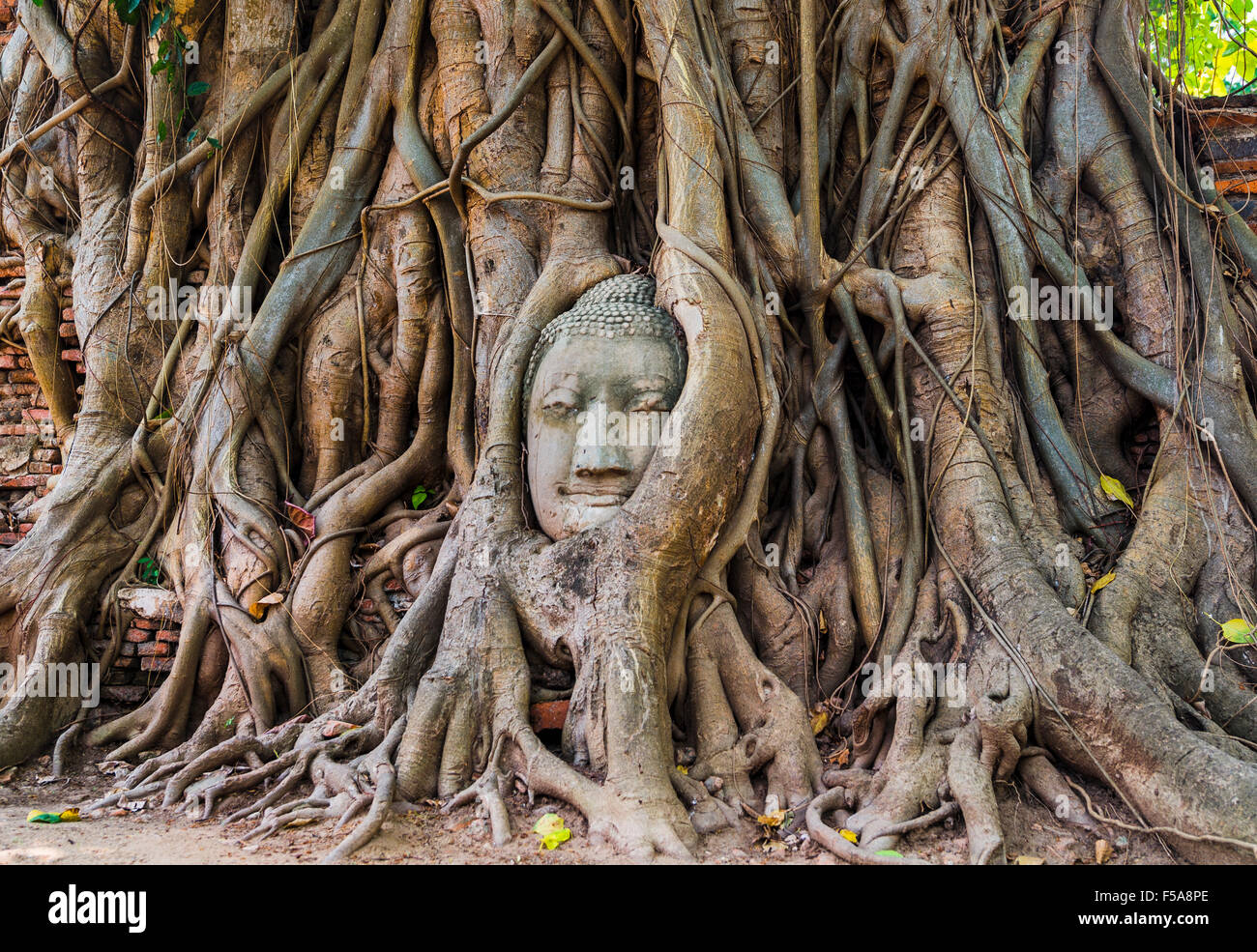 Buddha-Statue Kopf Bodhi-Baum (Ficus Religiosa) Wurzeln, Wat Mahathat ...