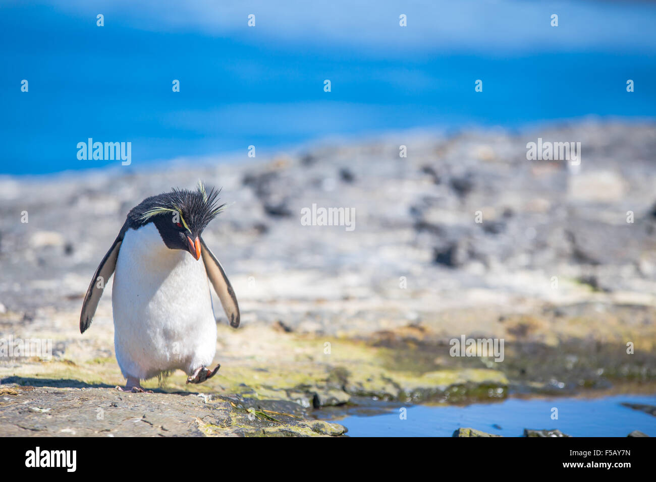 Felsen hopper pinguin -Fotos und -Bildmaterial in hoher Auflösung – Alamy