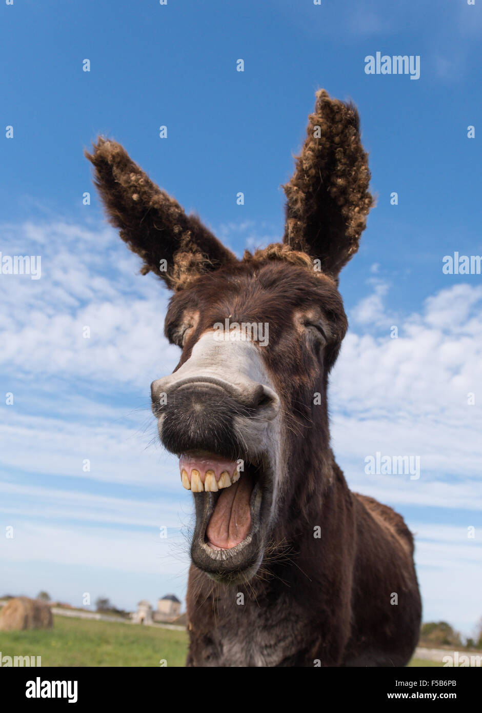 Esel Lachen mit blauen Himmel im Hintergrund Stockfotografie - Alamy