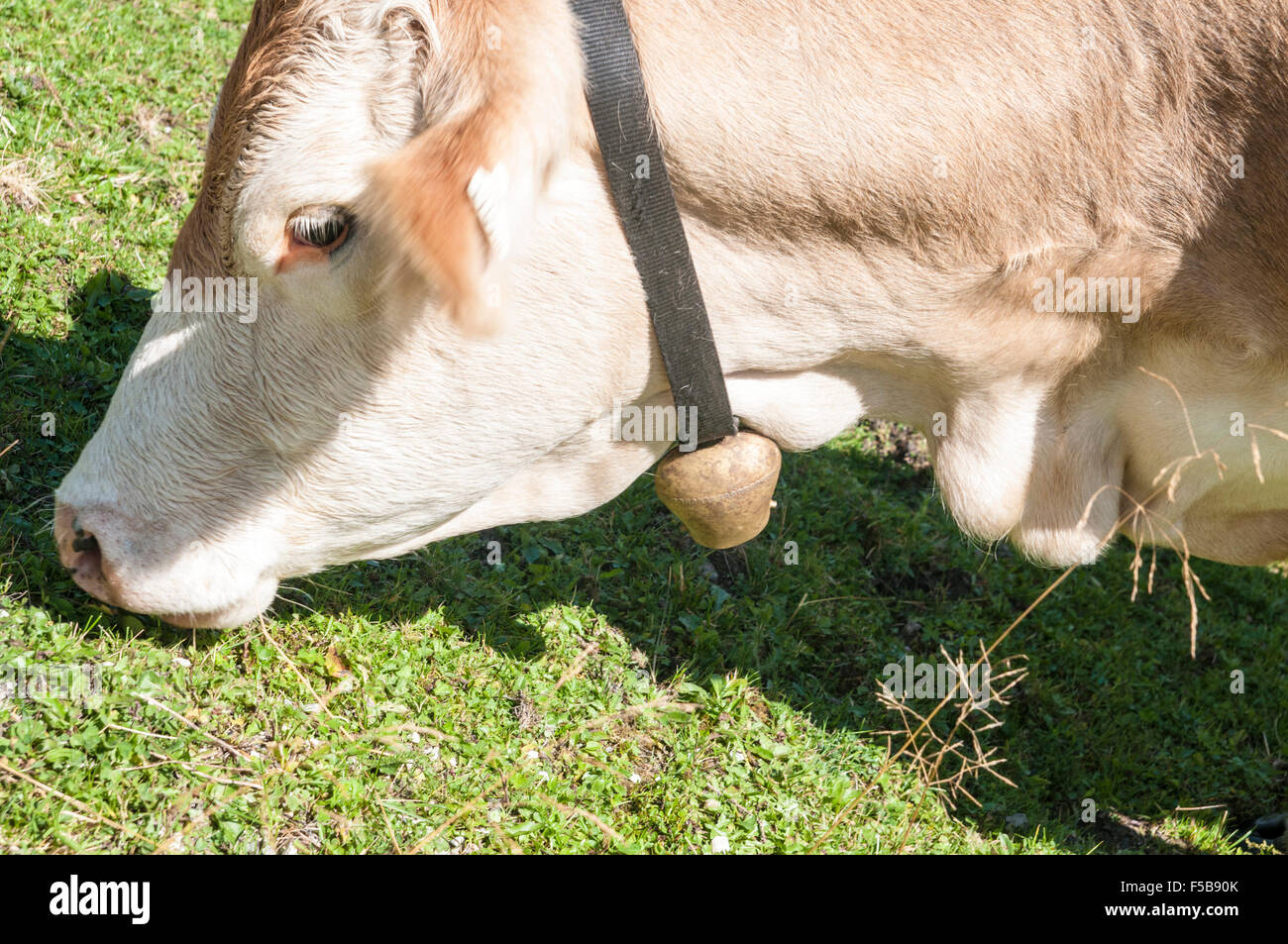 Rinder nahaufnahme -Fotos und -Bildmaterial in hoher Auflösung – Alamy