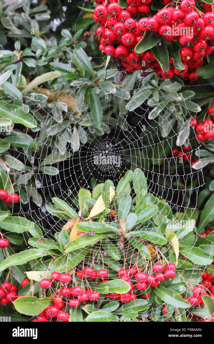 Rote beeren mit tautropfen -Fotos und -Bildmaterial in hoher Auflösung ...