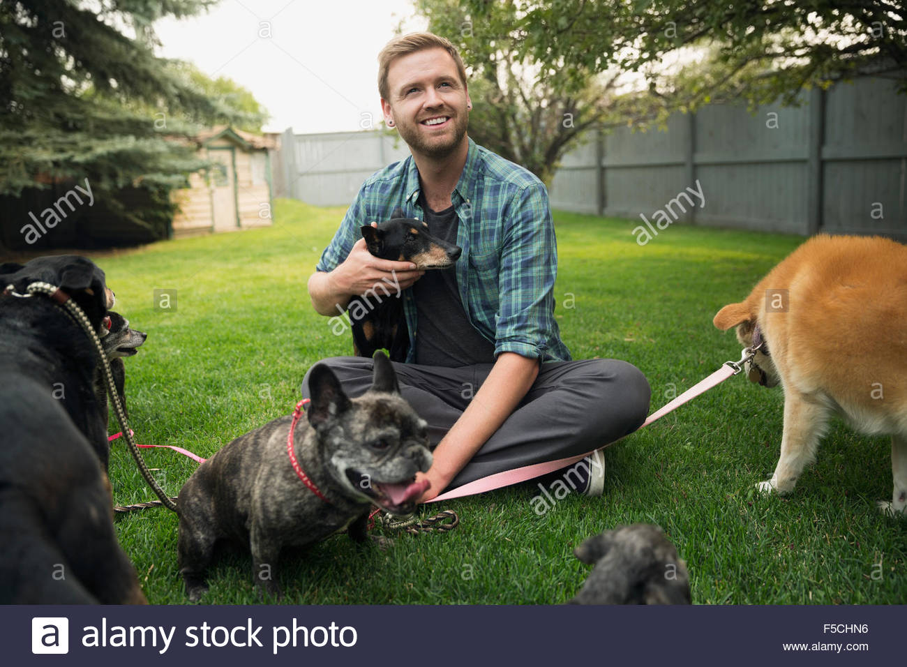 Hunde sitzen auf gras -Fotos und -Bildmaterial in hoher Auflösung – Alamy