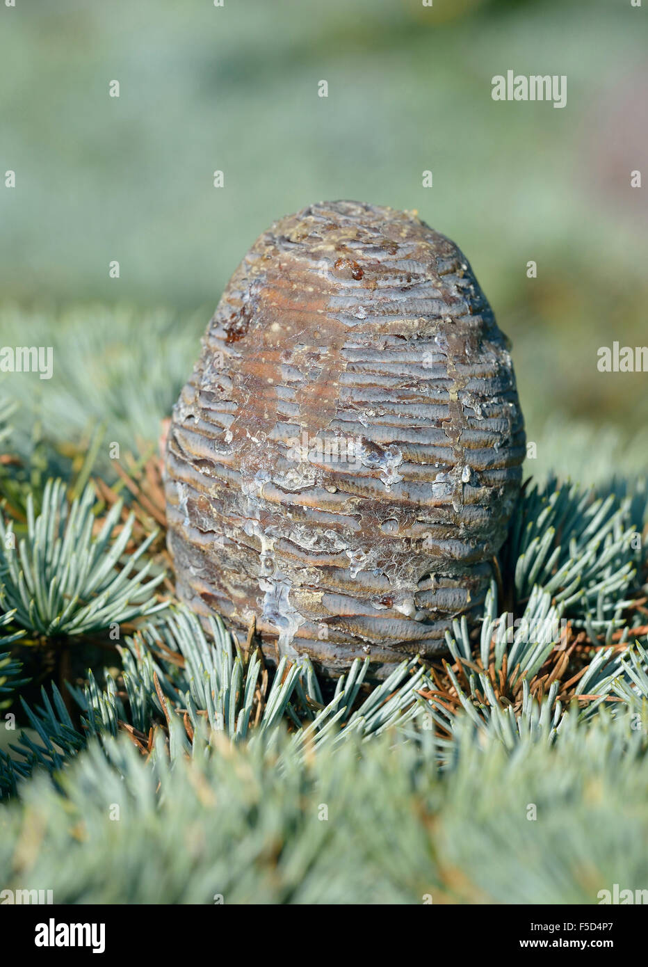 Blaue atlantische zeder -Fotos und -Bildmaterial in hoher Auflösung – Alamy