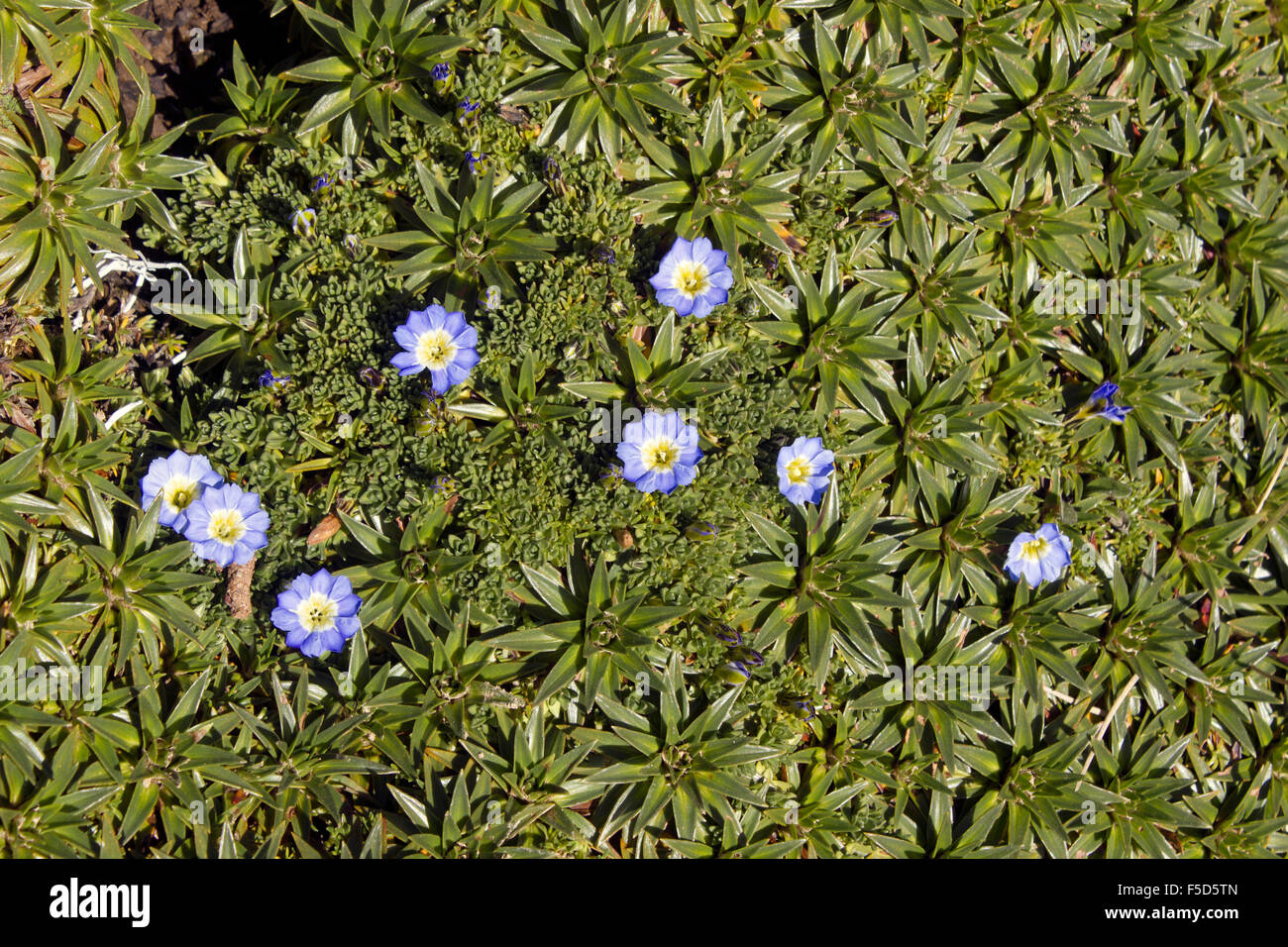 Enzian flower -Fotos und -Bildmaterial in hoher Auflösung – Alamy