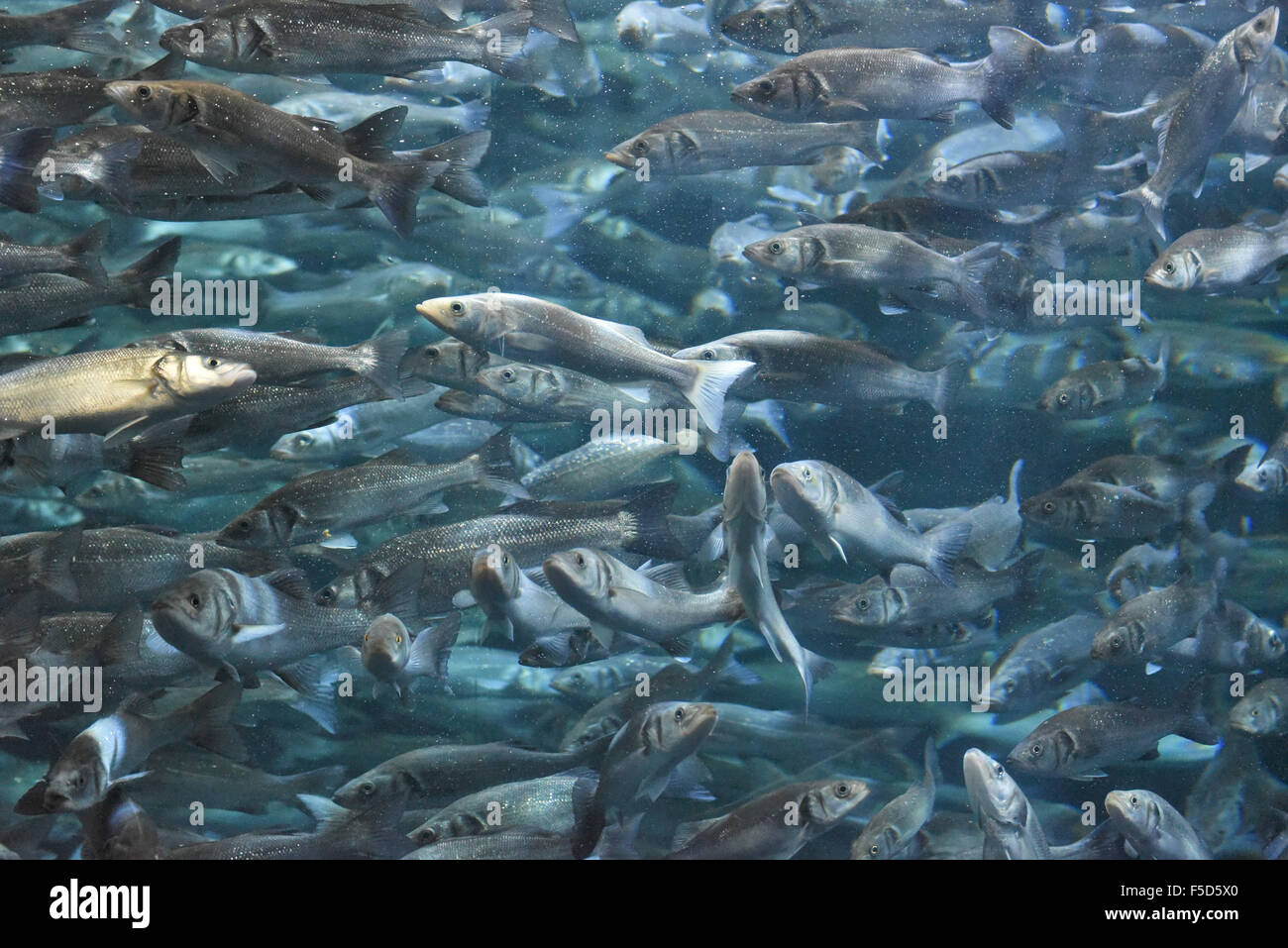 Fisch klares meer -Fotos und -Bildmaterial in hoher Auflösung – Alamy