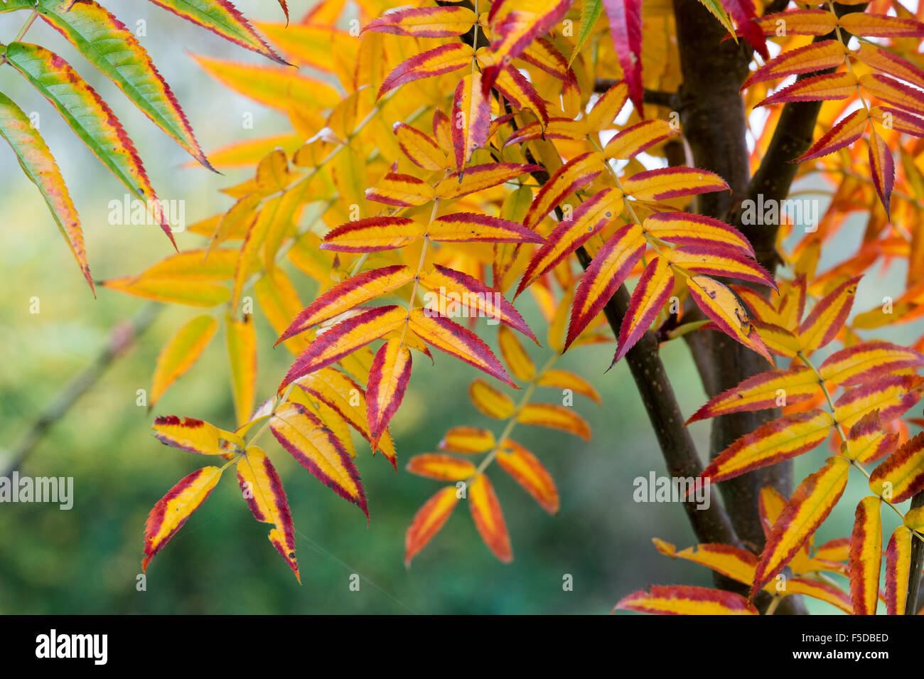 Sorbus Commixta Stockfotos und -bilder Kaufen - Alamy