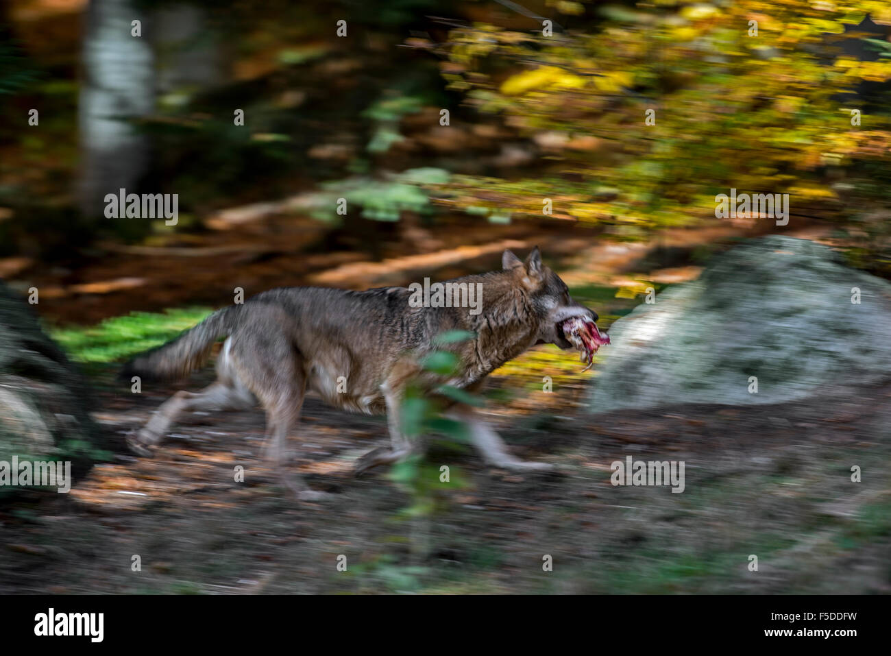 Nahrung beute -Fotos und -Bildmaterial in hoher Auflösung – Alamy