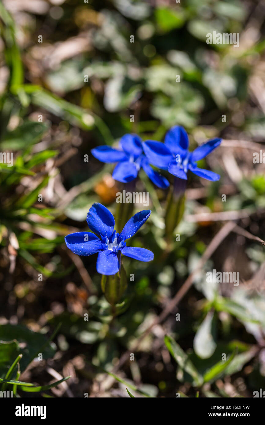Bayerischer enzian -Fotos und -Bildmaterial in hoher Auflösung – Alamy