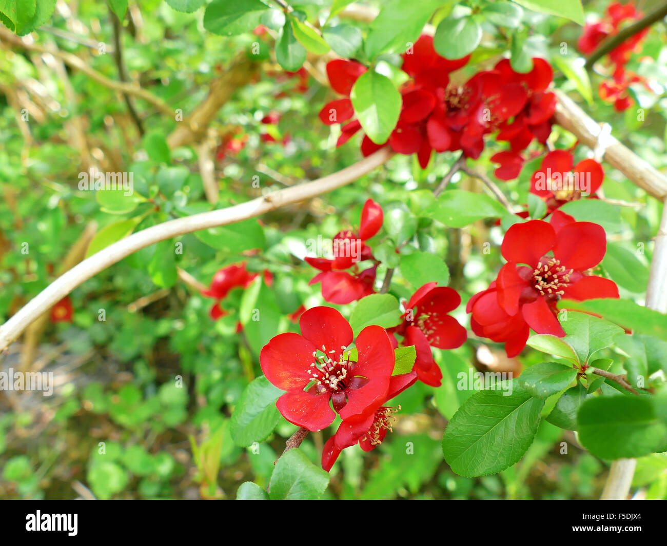 Japanische quitte chaenomeles -Fotos und -Bildmaterial in hoher ...