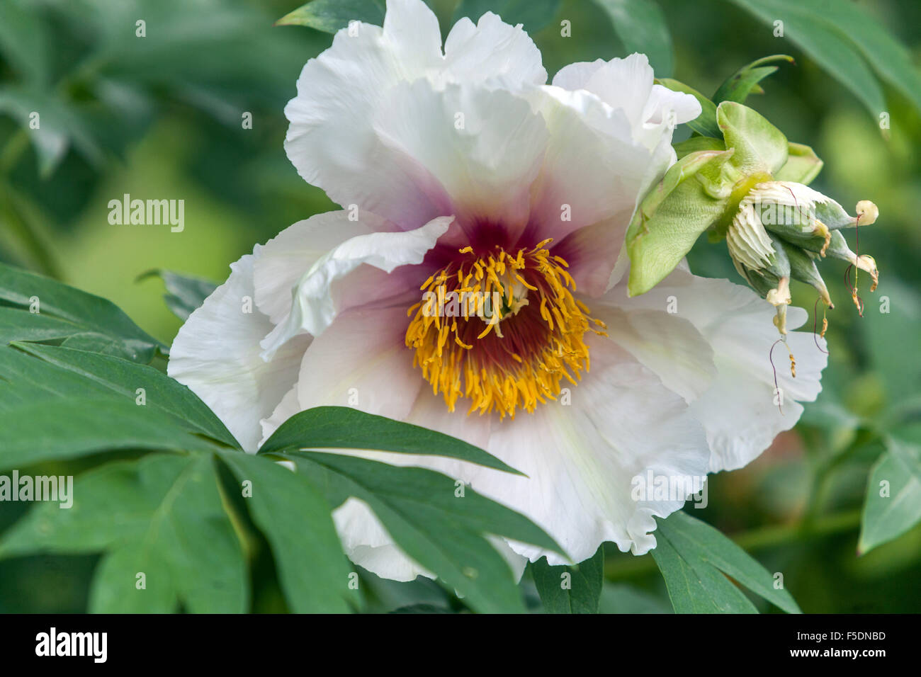Paeonia Suffruticosa White Fotos Und Bildmaterial In Hoher Aufl sung paeonia-suffruticosa-white-fotos-und-bildmaterial-in-hoher-aufl-sung