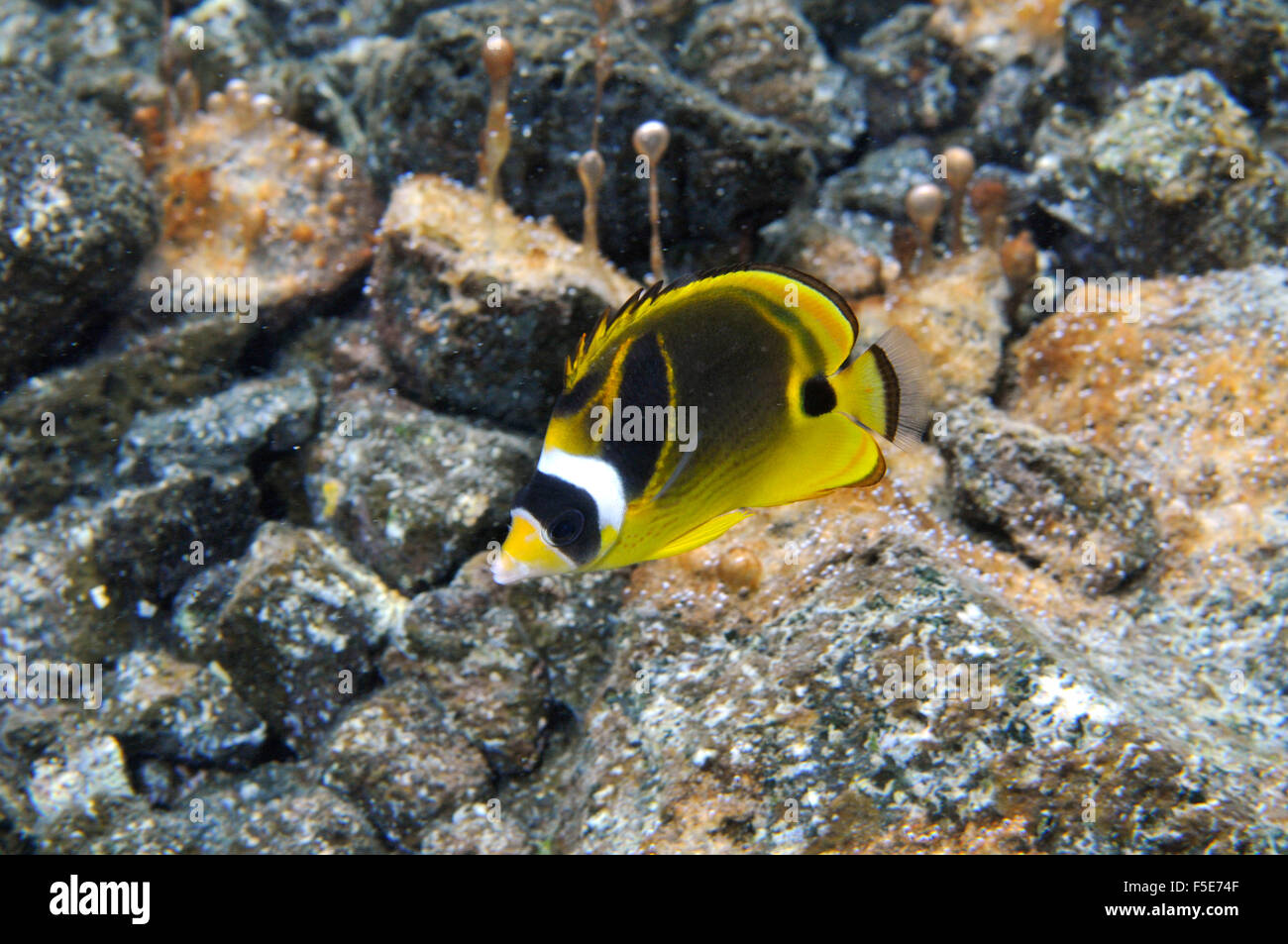 Fisch und algen -Fotos und -Bildmaterial in hoher Auflösung – Alamy
