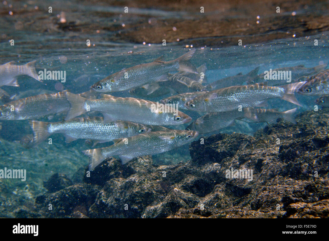 Neomyxus leuciscus -Fotos und -Bildmaterial in hoher Auflösung – Alamy