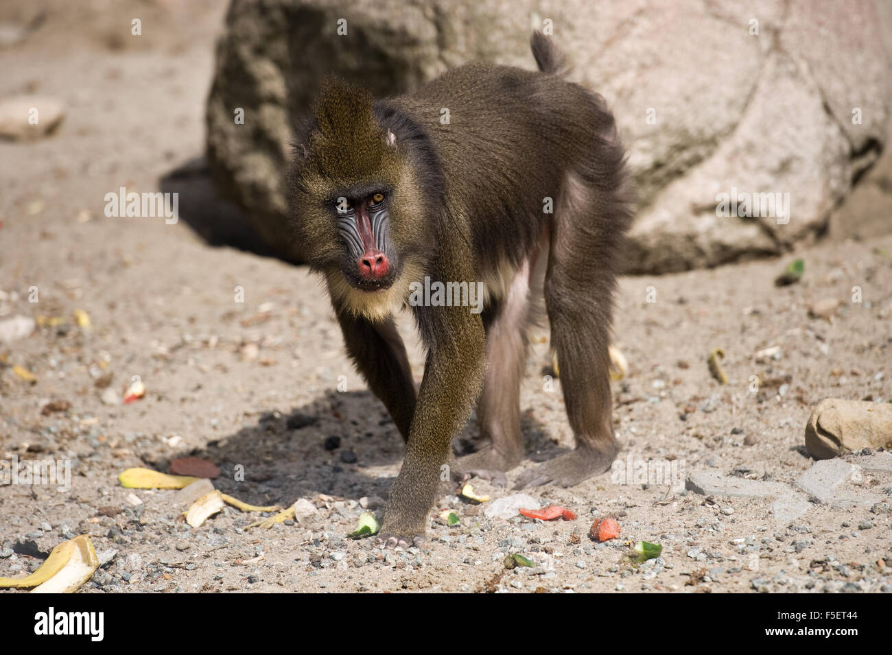 Mandrill pavian -Fotos und -Bildmaterial in hoher Auflösung – Alamy