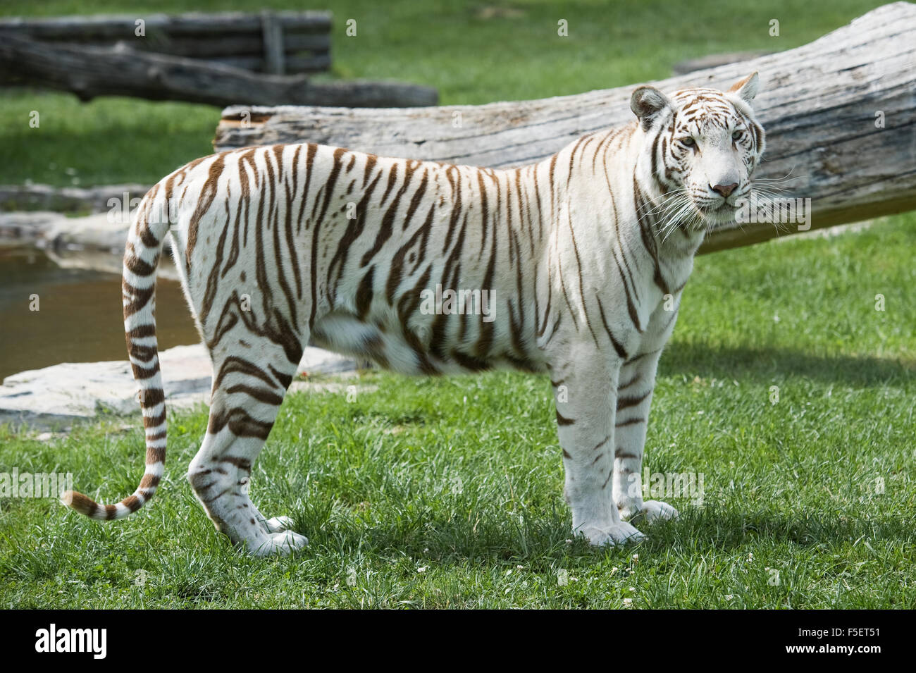 Weiße Tiger Mit Flügeln