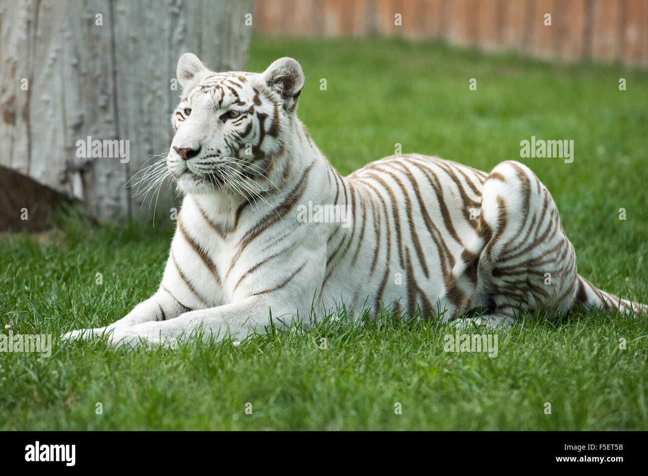 Tiger auf dem rasen -Fotos und -Bildmaterial in hoher Auflösung – Alamy