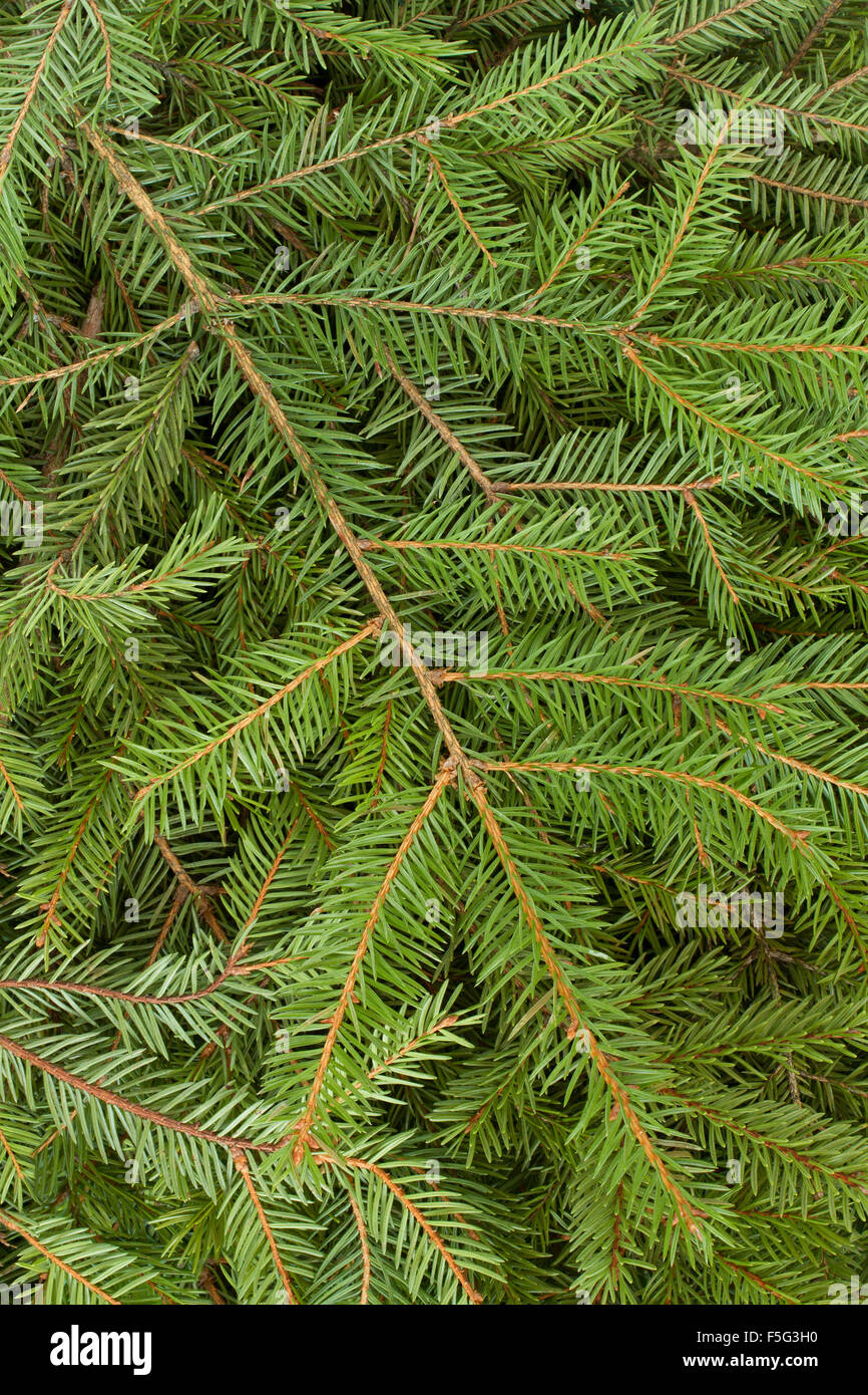 Zweig hintergrund -Fotos und -Bildmaterial in hoher Auflösung – Alamy