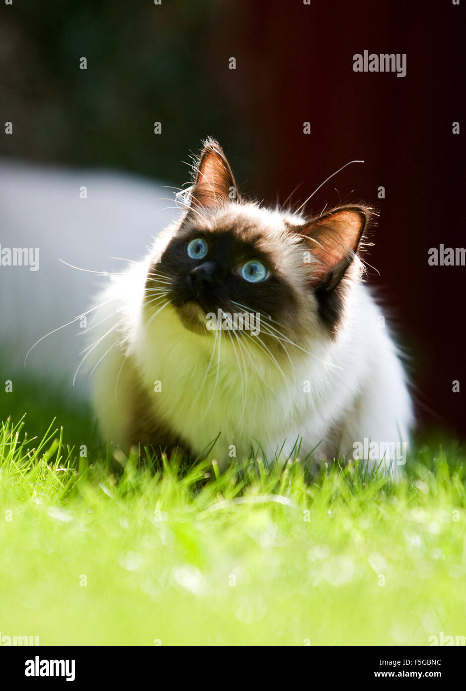 Blaue mitted ragdoll katze -Fotos und -Bildmaterial in hoher Auflösung ...