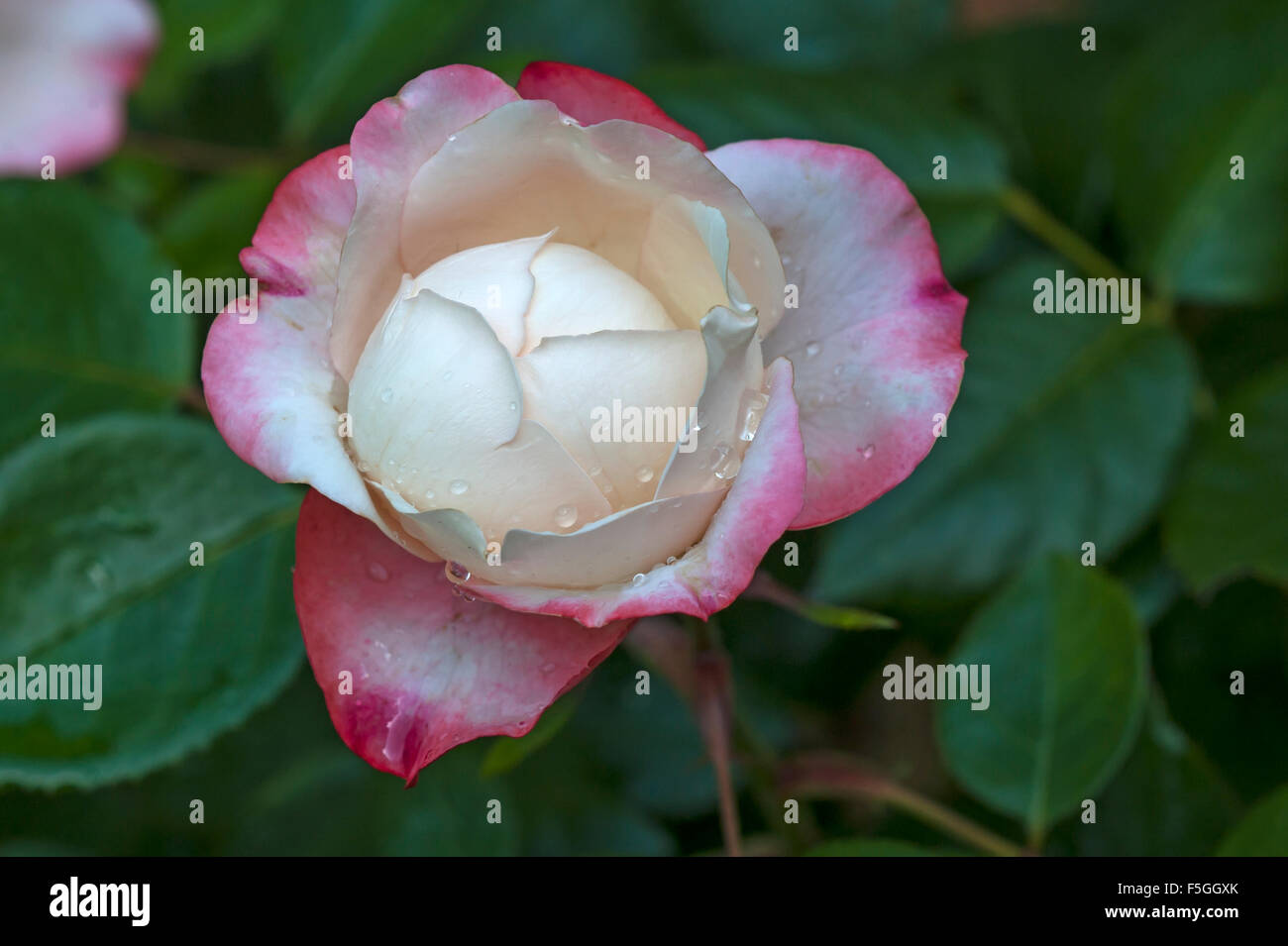 Water rose -Fotos und -Bildmaterial in hoher Auflösung – Alamy
