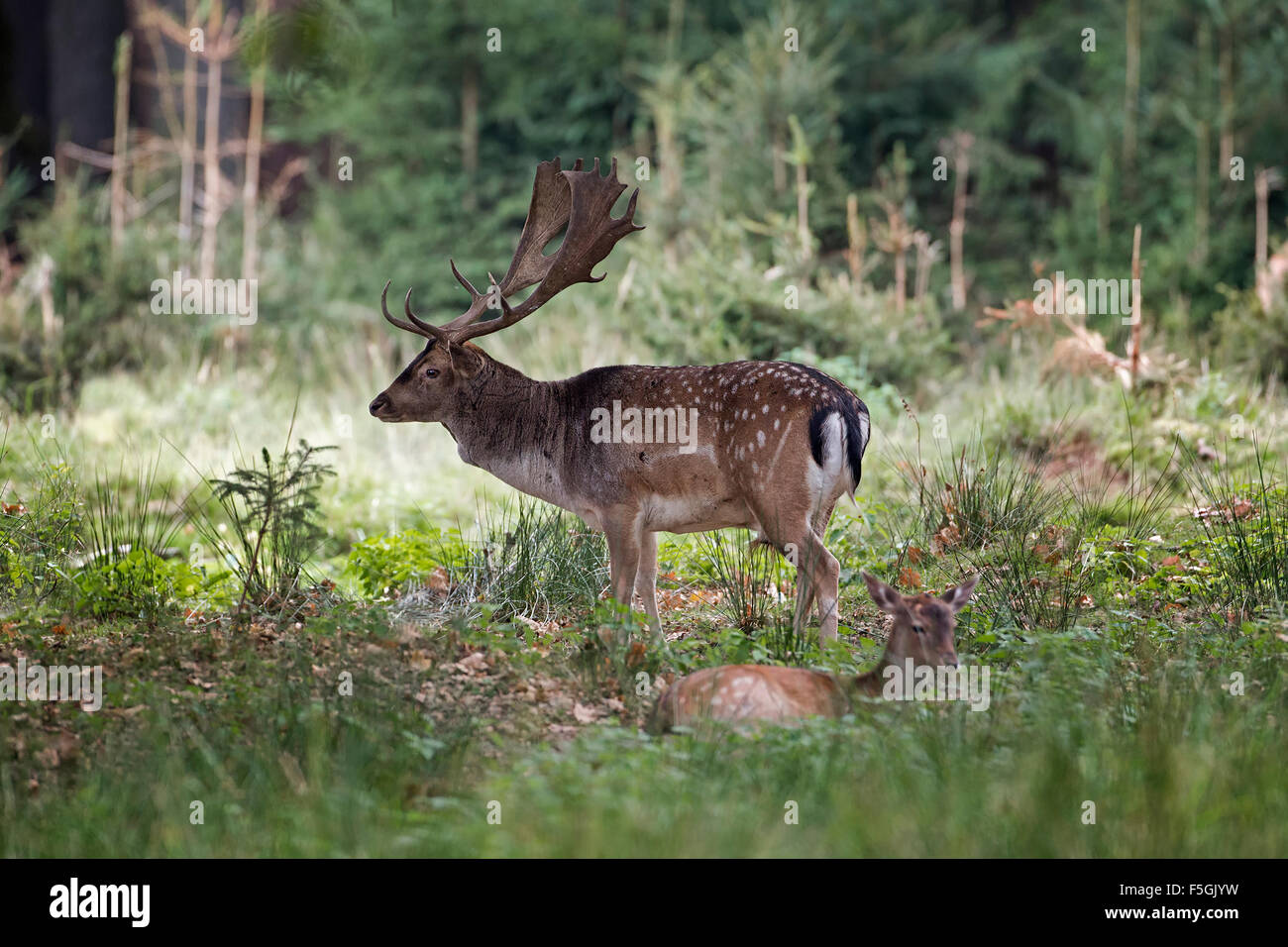 Damhirschkuh und bockwild -Fotos und -Bildmaterial in hoher Auflösung ...