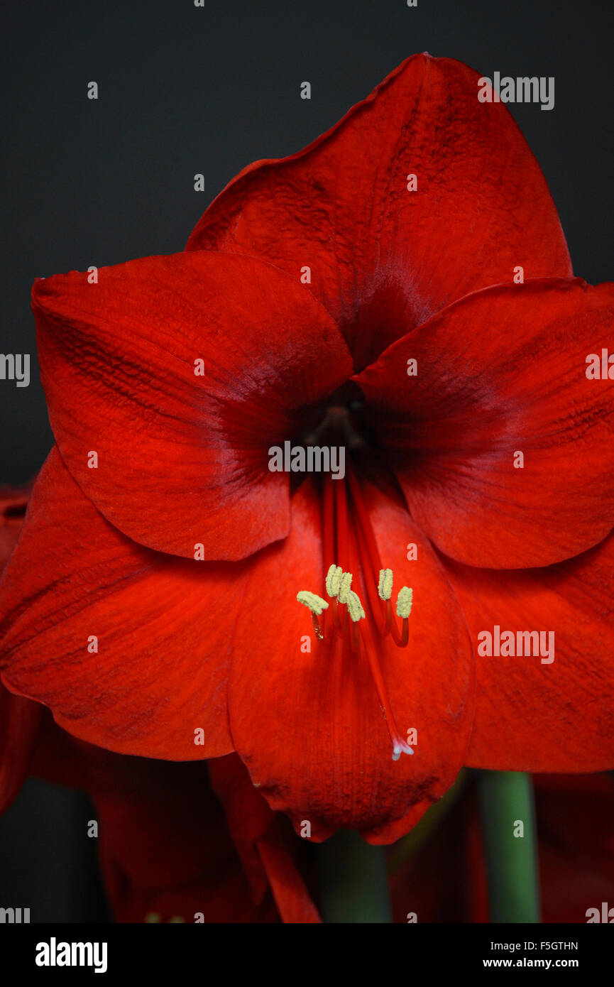 Rote amaryllis -Fotos und -Bildmaterial in hoher Auflösung – Alamy