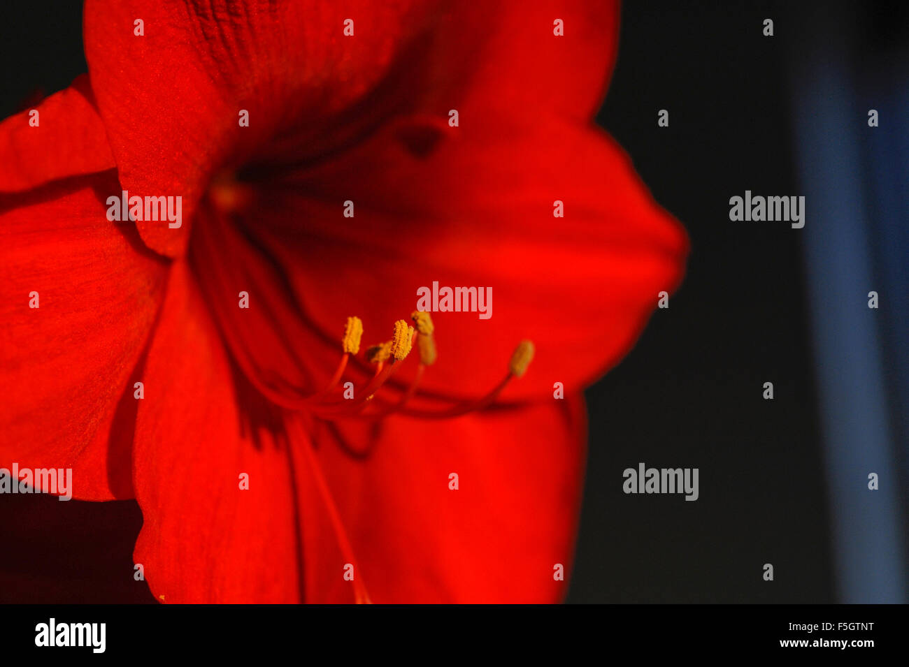 Rote amaryllis -Fotos und -Bildmaterial in hoher Auflösung – Alamy