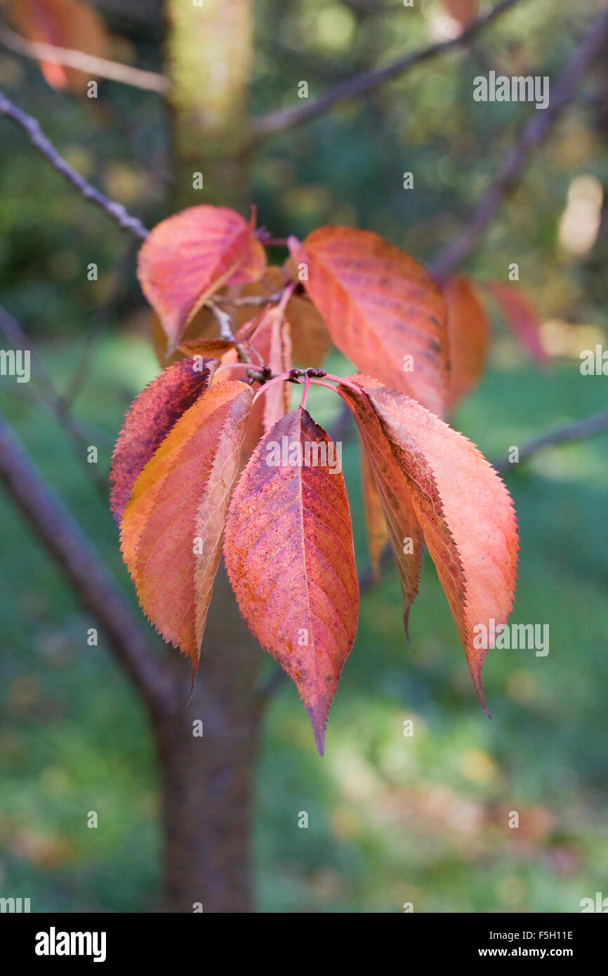 Kirschbaum im herbstlaub -Fotos und -Bildmaterial in hoher Auflösung ...