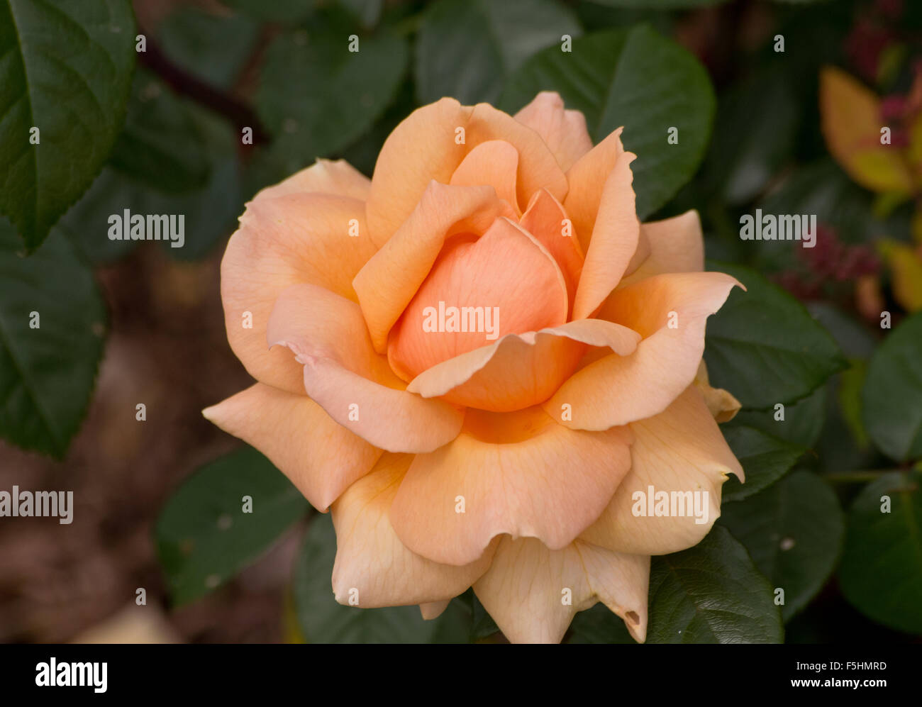 Indische rose -Fotos und -Bildmaterial in hoher Auflösung – Alamy
