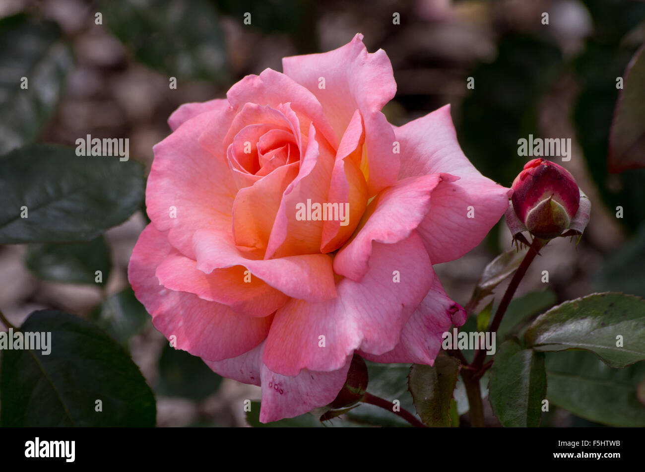 Rosa paul shirville -Fotos und -Bildmaterial in hoher Auflösung – Alamy