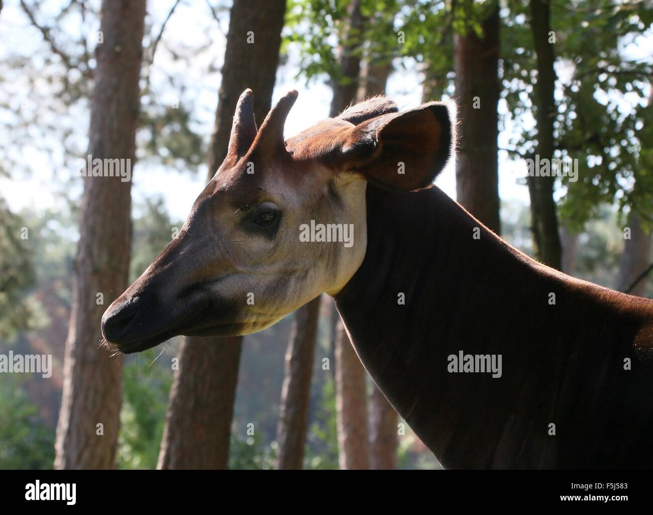 Okapi hautnah -Fotos und -Bildmaterial in hoher Auflösung – Alamy