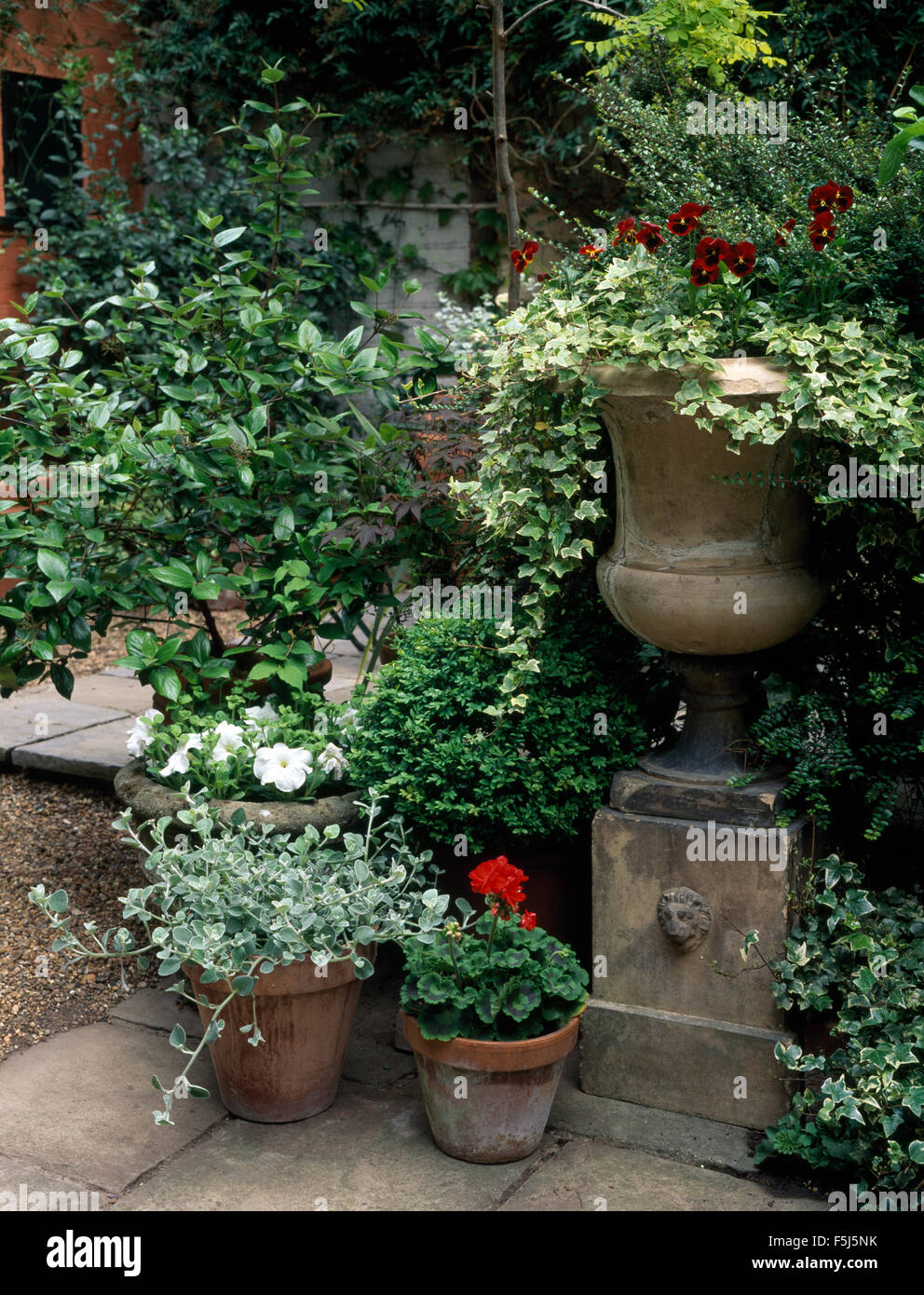 Details containers ivy hedera -Fotos und -Bildmaterial in hoher ...