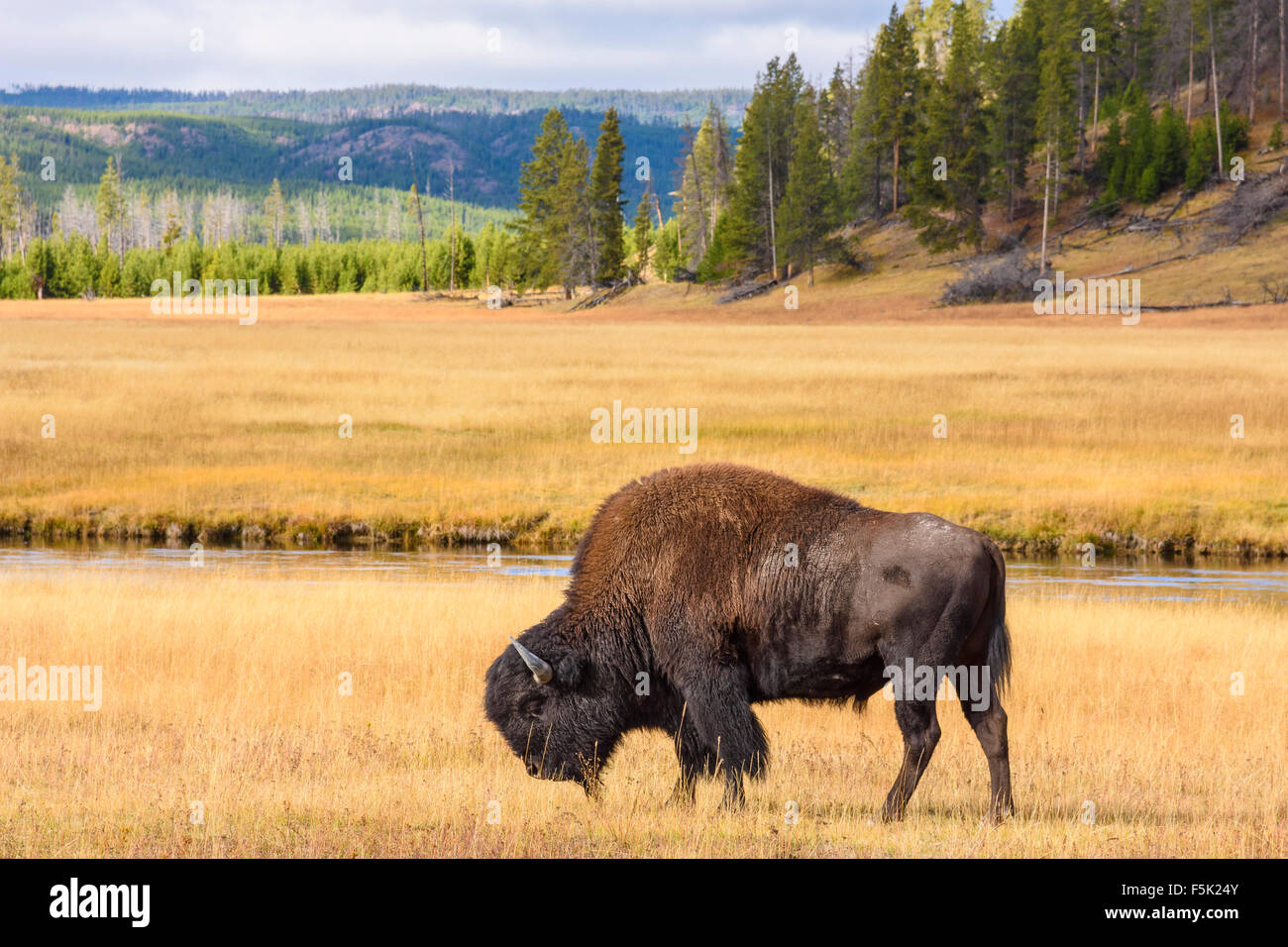 Der bison -Fotos und -Bildmaterial in hoher Auflösung – Alamy