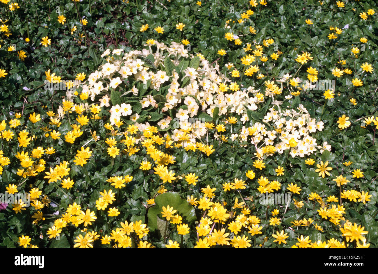 Close up wild primroses primula -Fotos und -Bildmaterial in hoher ...