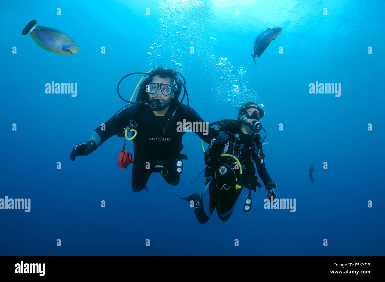 Naso lopezi -Fotos und -Bildmaterial in hoher Auflösung – Alamy