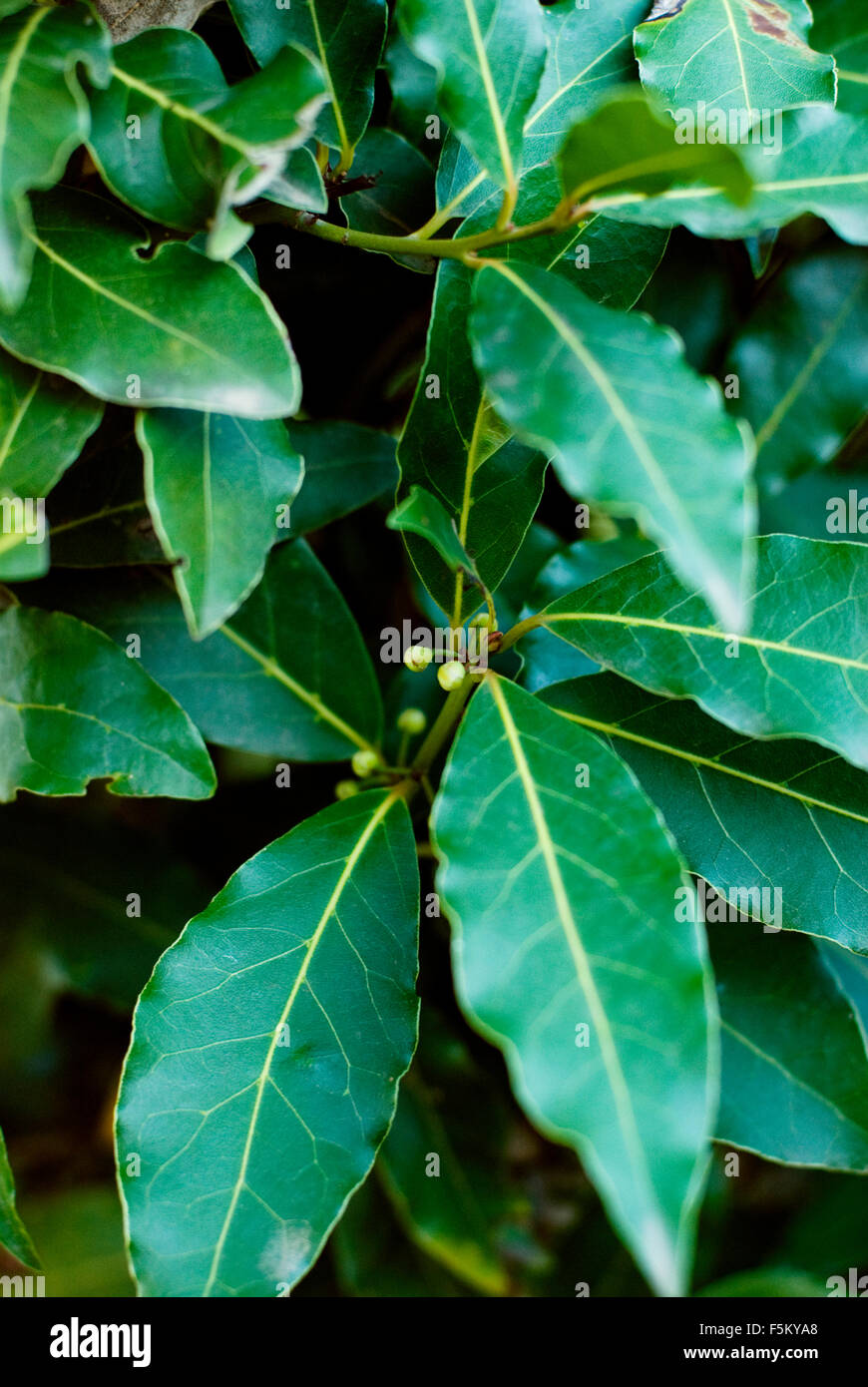 Bay leaf plant -Fotos und -Bildmaterial in hoher Auflösung – Alamy