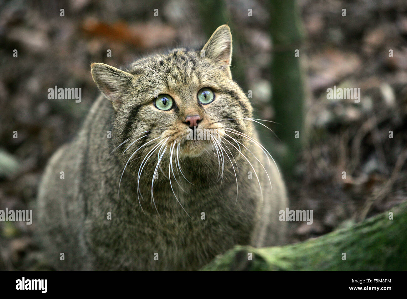 European wildcat felis silvestris -Fotos und -Bildmaterial in hoher ...