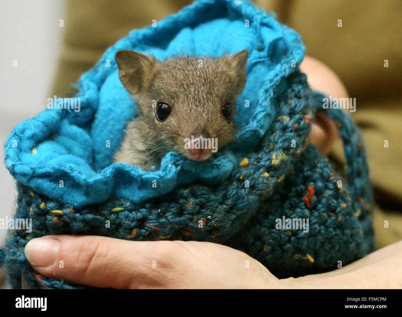 Baby kangaroo rat -Fotos und -Bildmaterial in hoher Auflösung – Alamy