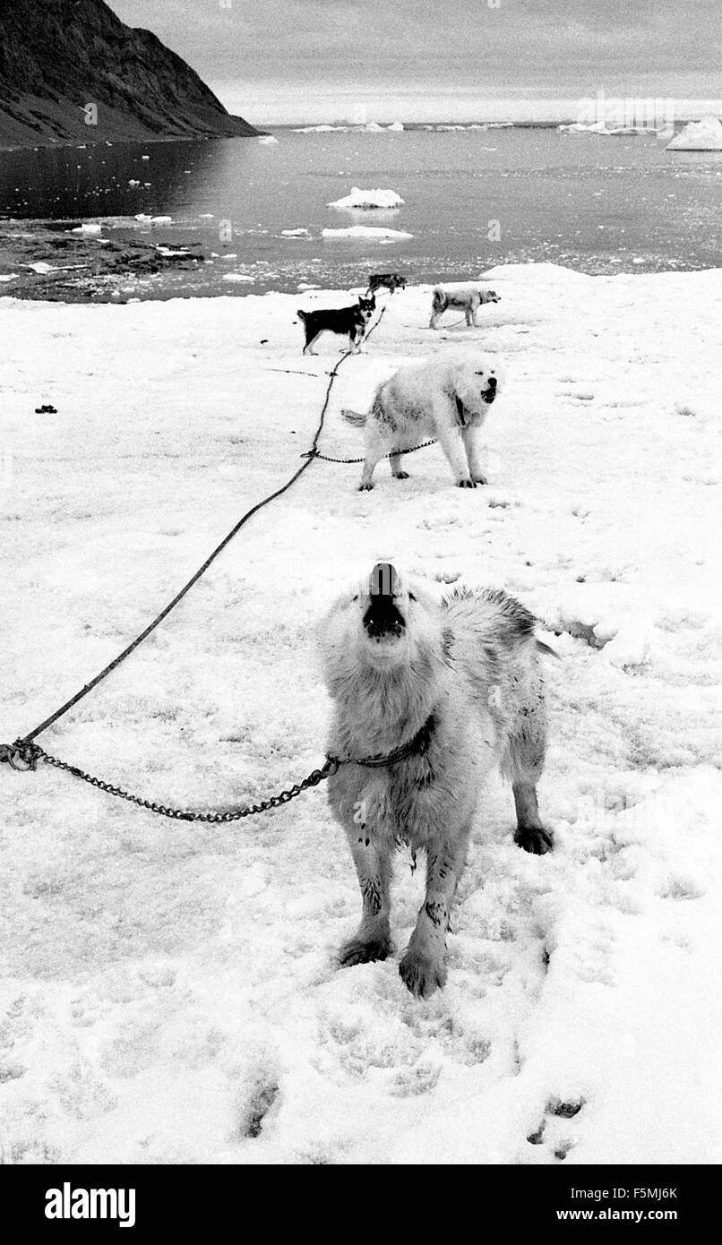 Endurance shackleton dogs -Fotos und -Bildmaterial in hoher Auflösung ...