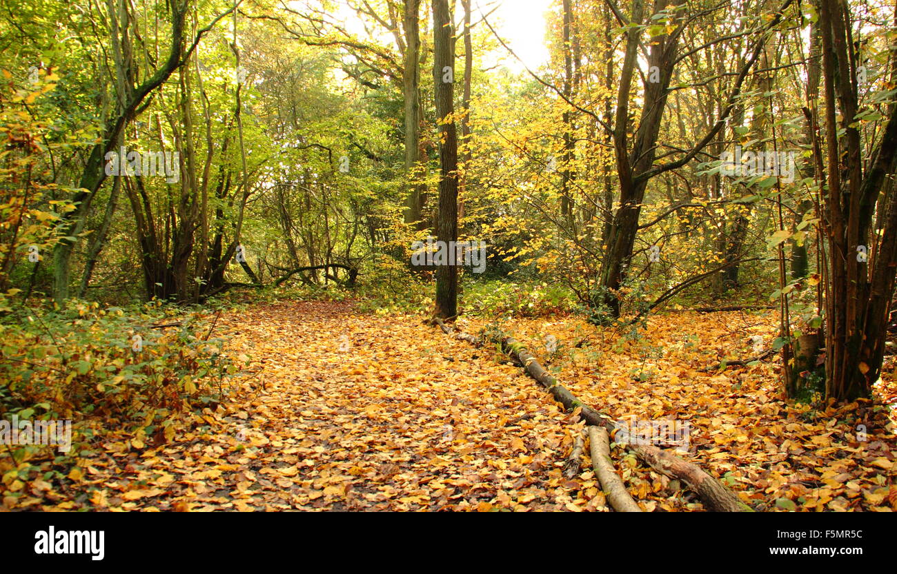 Spur durch wald -Fotos und -Bildmaterial in hoher Auflösung – Alamy