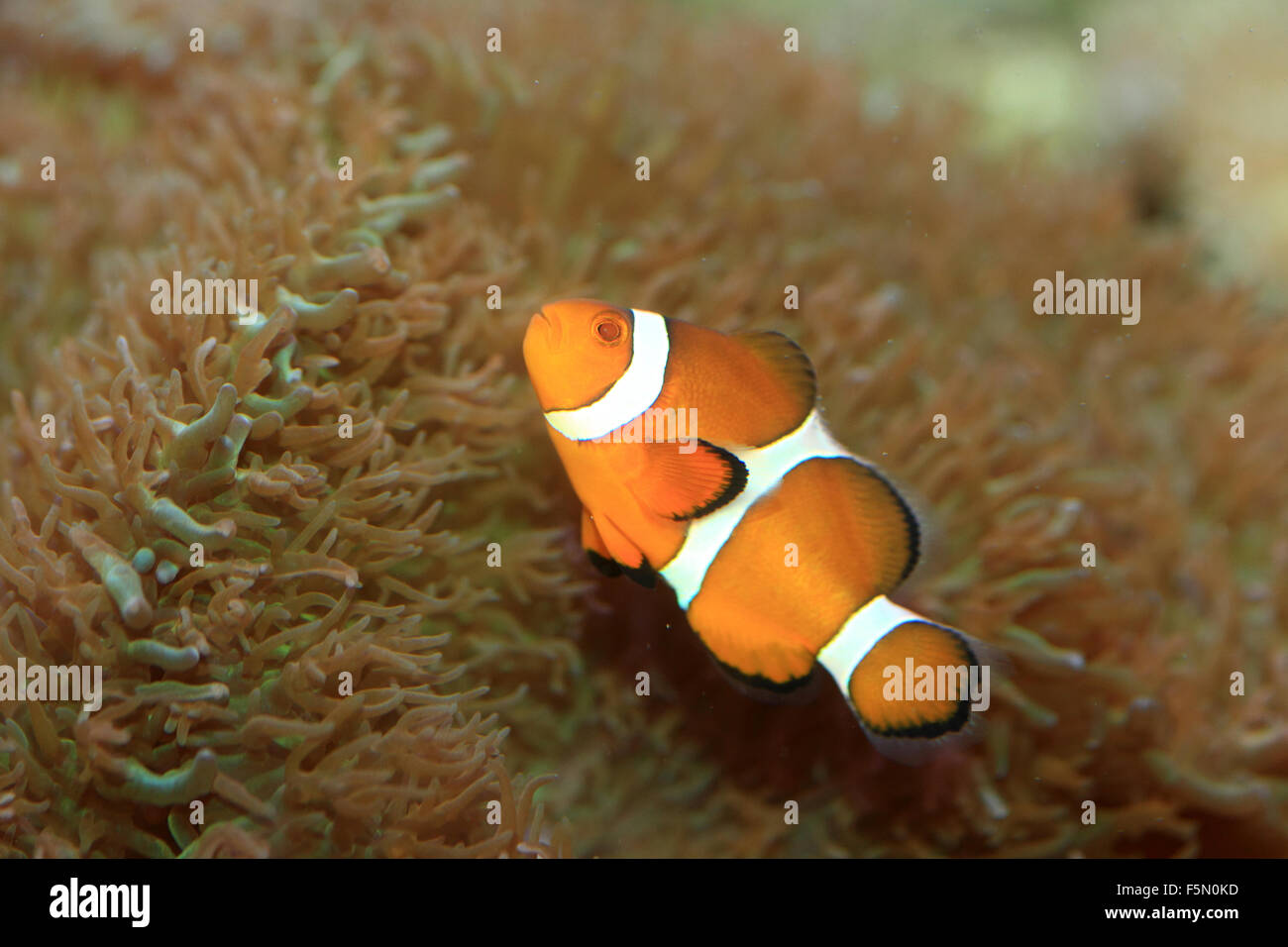 Ocellaris Clownfische oder gemeinsame Clownfische oder falsche Percula ...