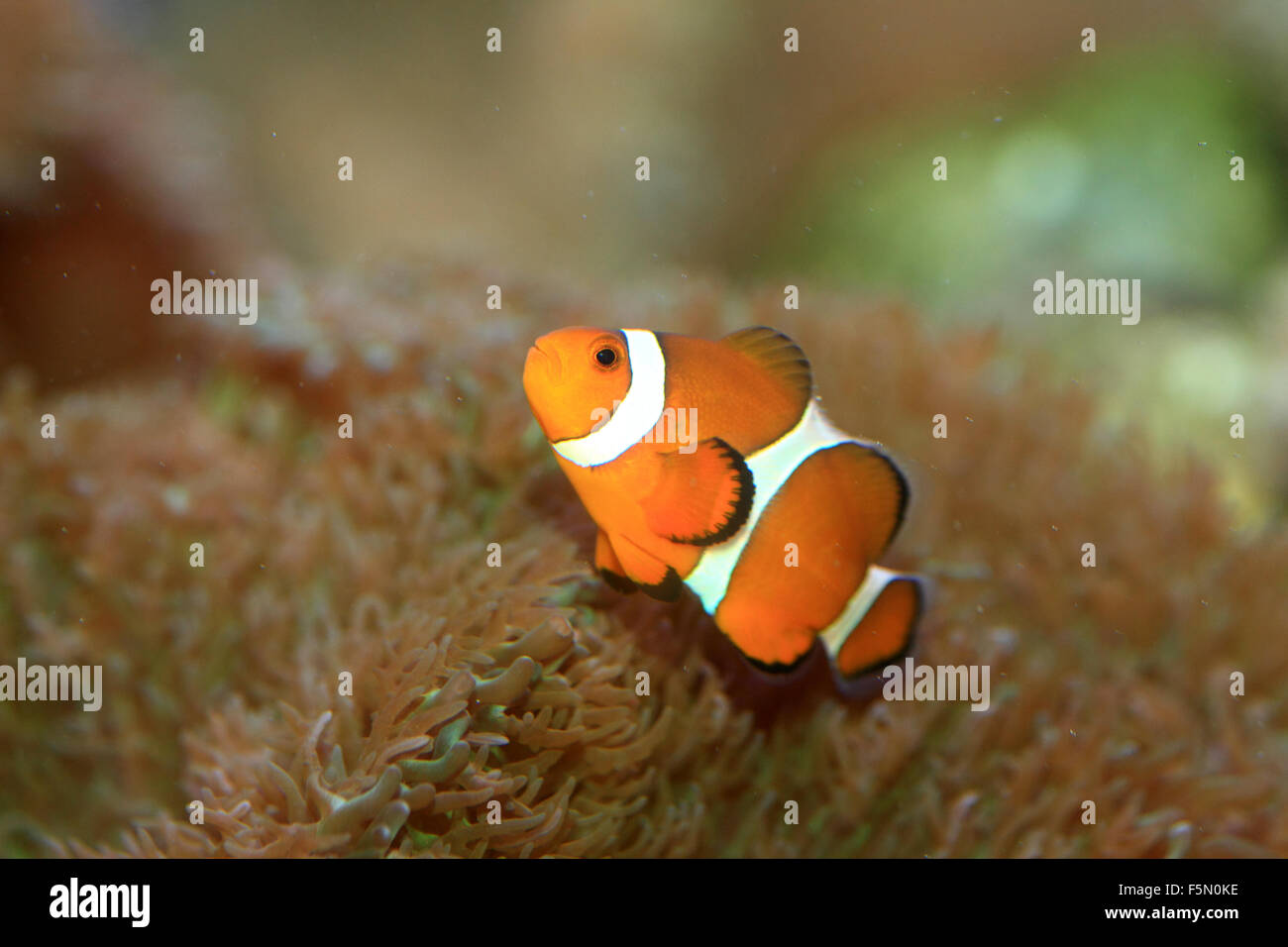 Ocellaris Clownfische oder gemeinsame Clownfische oder falsche Percula ...