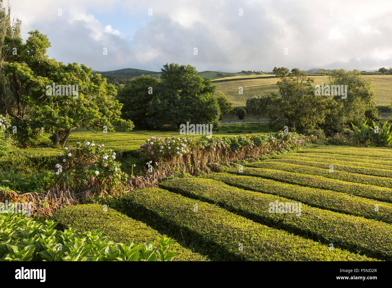 Plantacoes de Cha Gorreana, Gorreana-Tee-Plantage, Maia, Sao Miguel ...