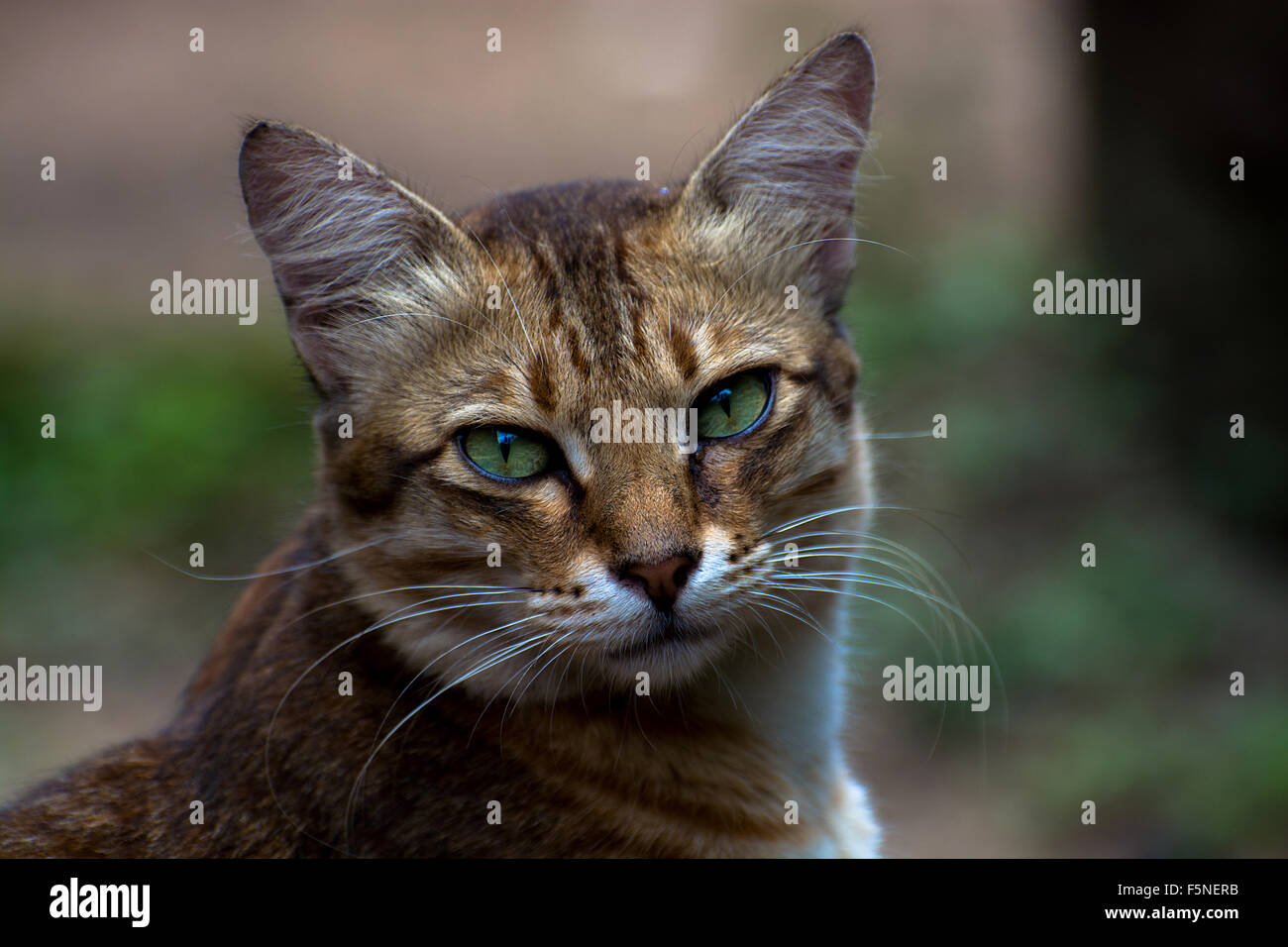 Ruhige katze -Fotos und -Bildmaterial in hoher Auflösung – Alamy