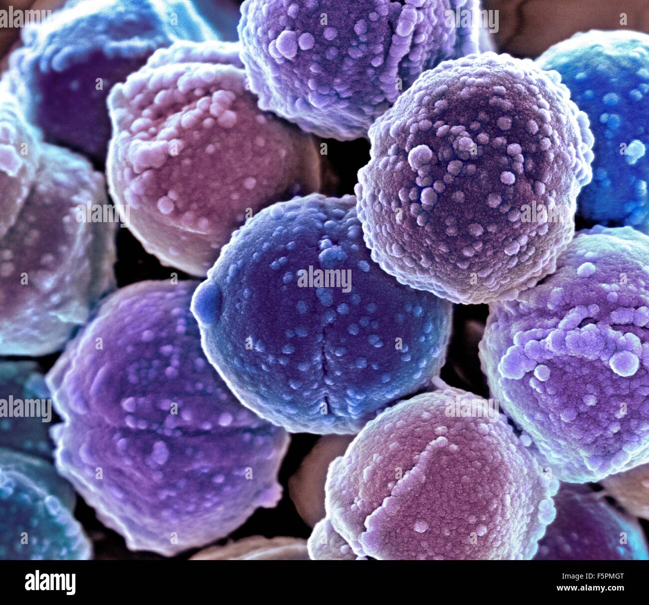 Staphylokokken Bakterien, farbige scanning Electron Schliffbild (SEM ...