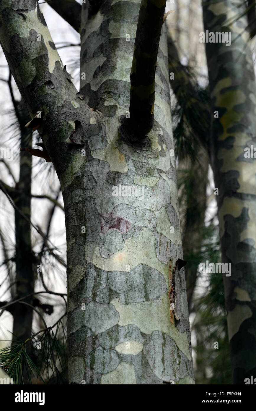 Pinus Bungeana Lacebark Kiefer marmorzeichnung ornamentale Funktion ...