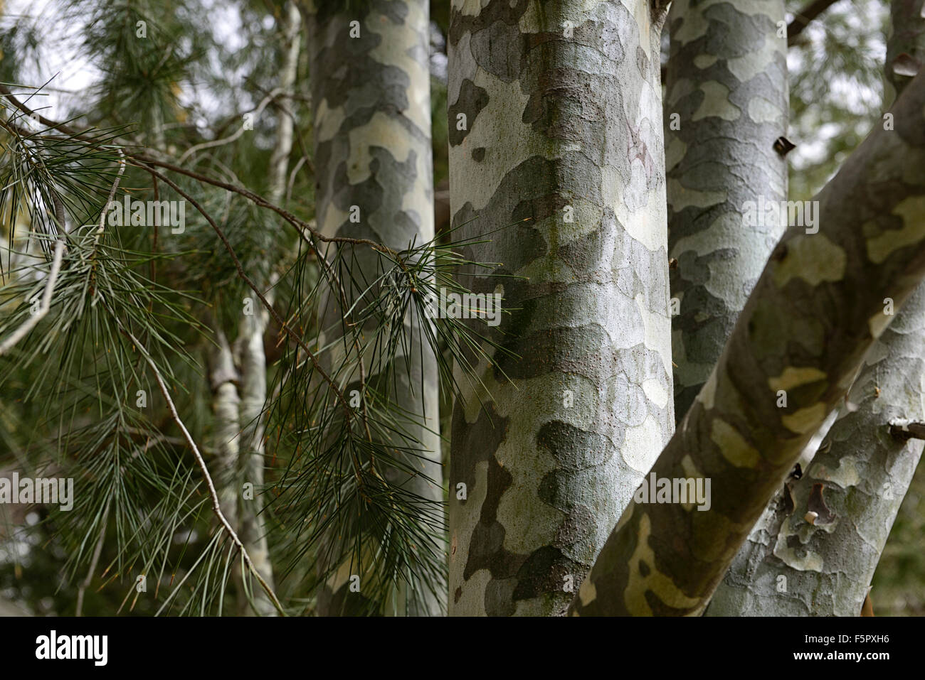 Pinak rinde pinus bungeana -Fotos und -Bildmaterial in hoher Auflösung ...