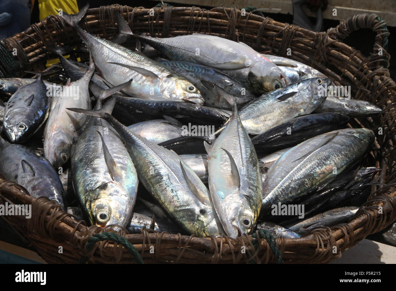 Korb mit fischen -Fotos und -Bildmaterial in hoher Auflösung – Alamy