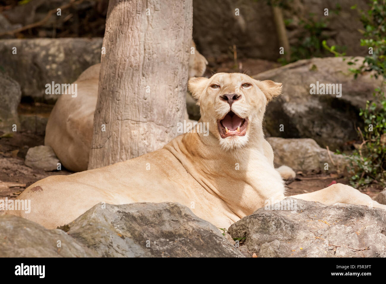 Löwe liegend -Fotos und -Bildmaterial in hoher Auflösung - Seite 7 - Alamy