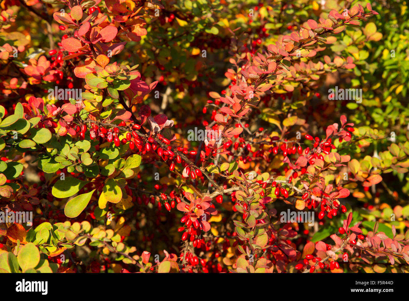 Berberitzenbeeren uk -Fotos und -Bildmaterial in hoher Auflösung – Alamy